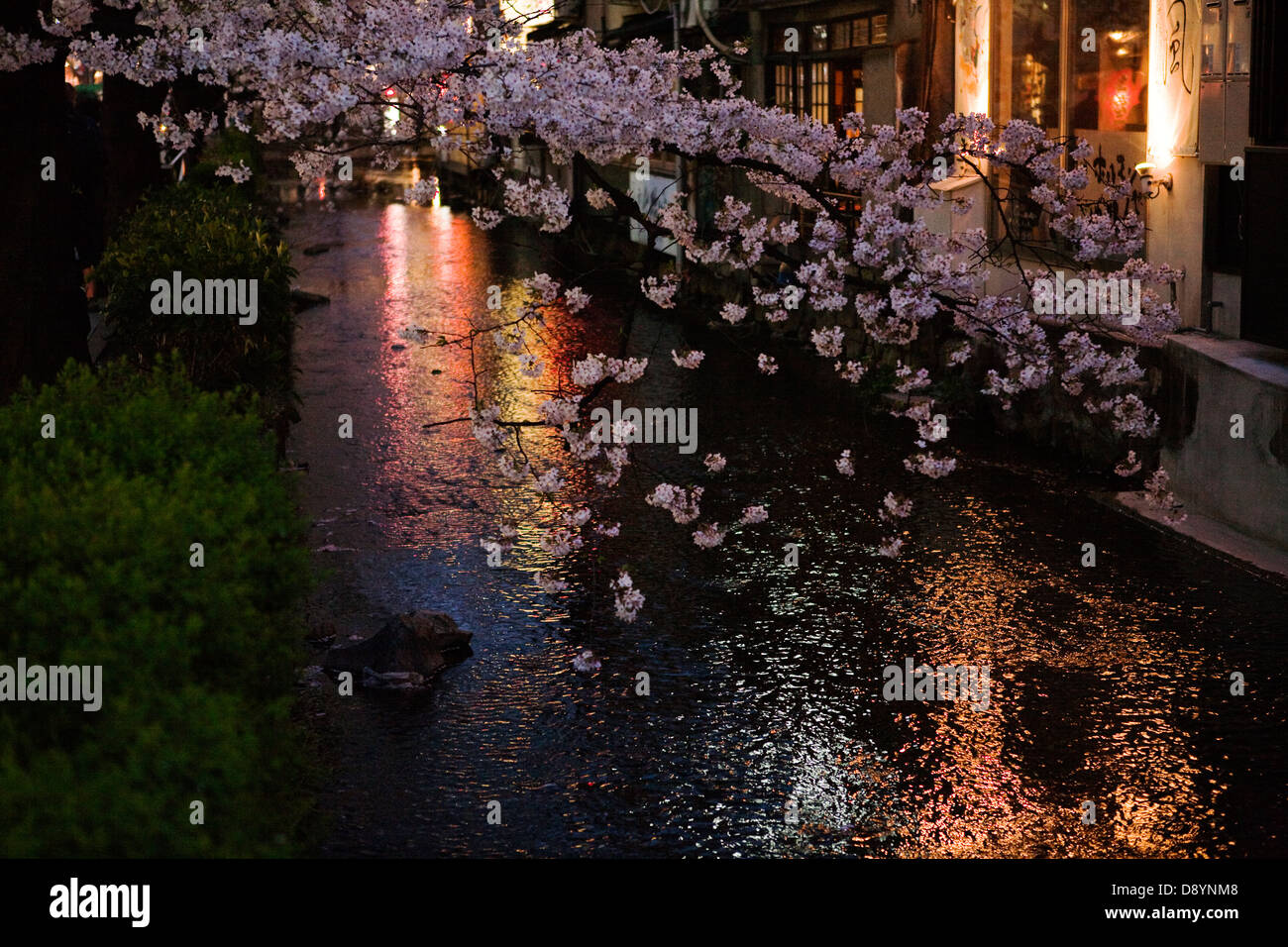 Cherry blossom hanging over water, Japan Stock Photo - Alamy