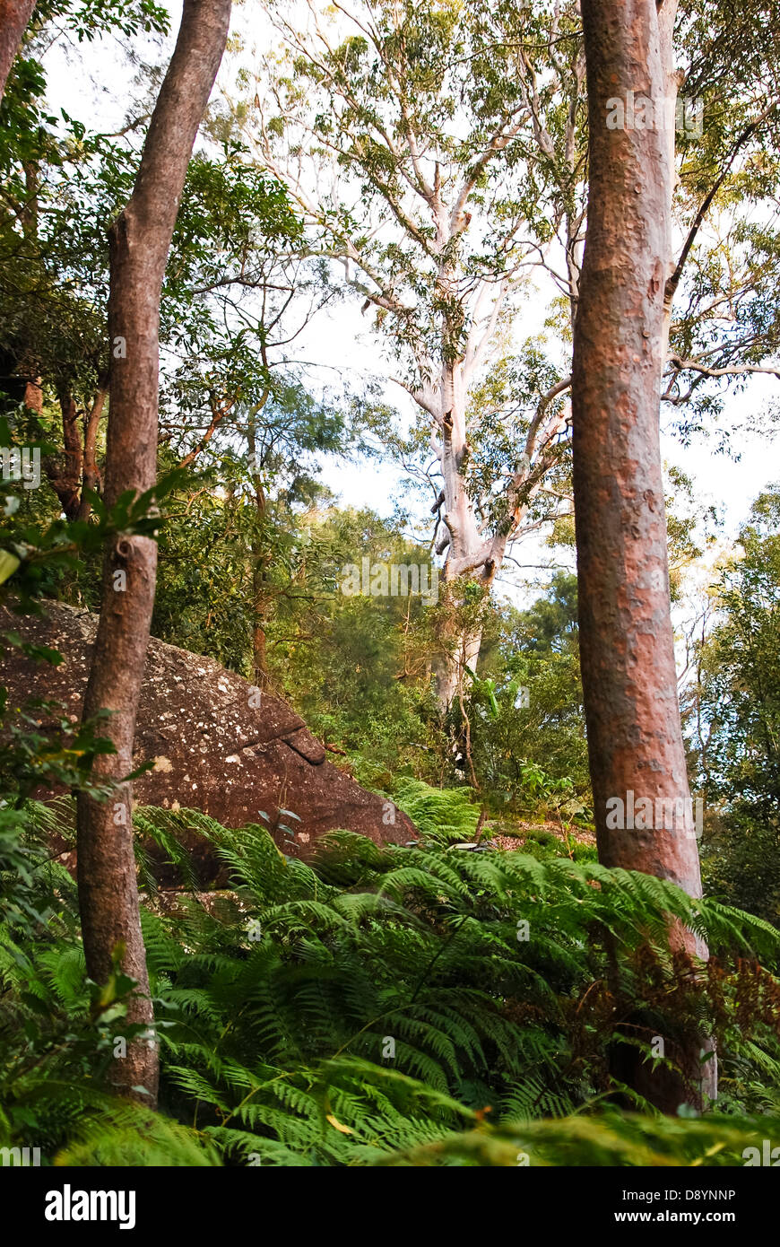 Gum tree forest hi-res stock photography and images - Alamy