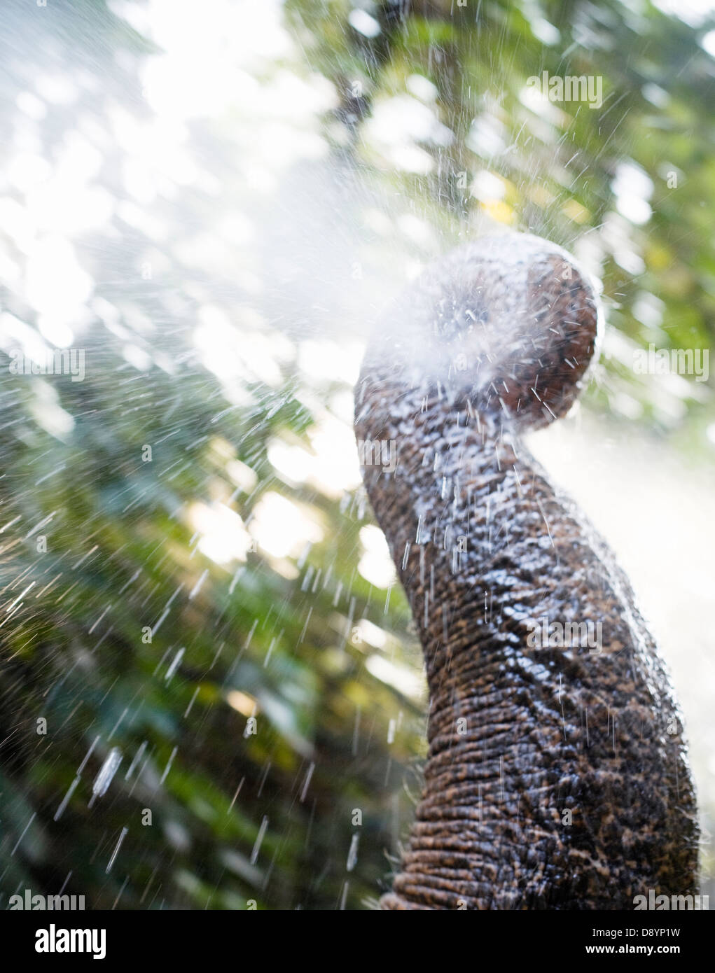 Close up of elephants trunk spraying water Stock Photo - Alamy