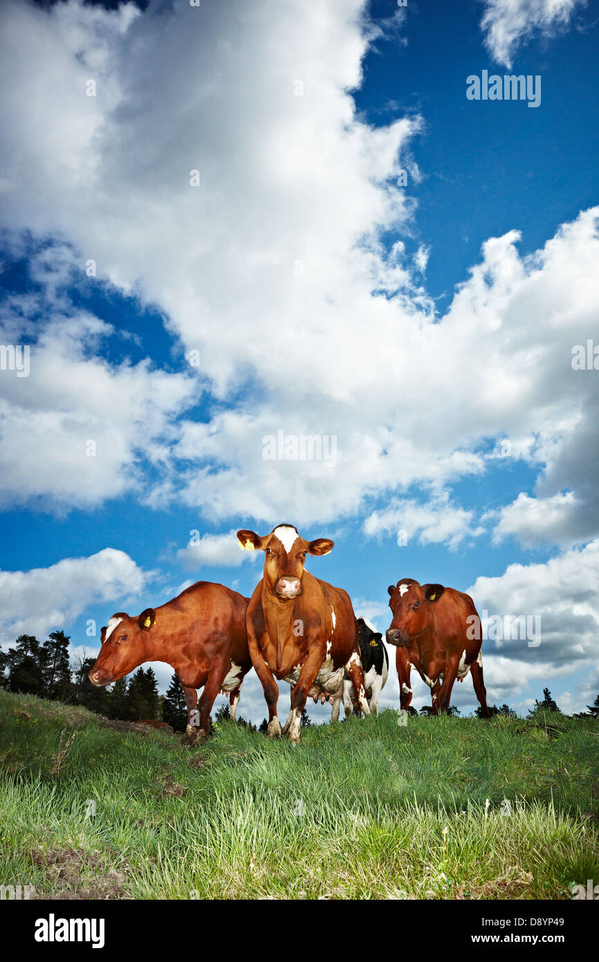 Cows in field Stock Photo - Alamy