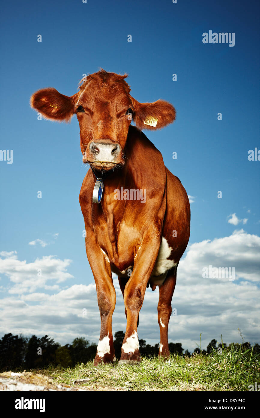 Cow standing in field against sky Stock Photo - Alamy