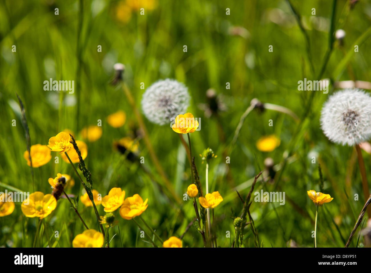 Dandelions and buttercups growing in a meadow Stock Photo - Alamy