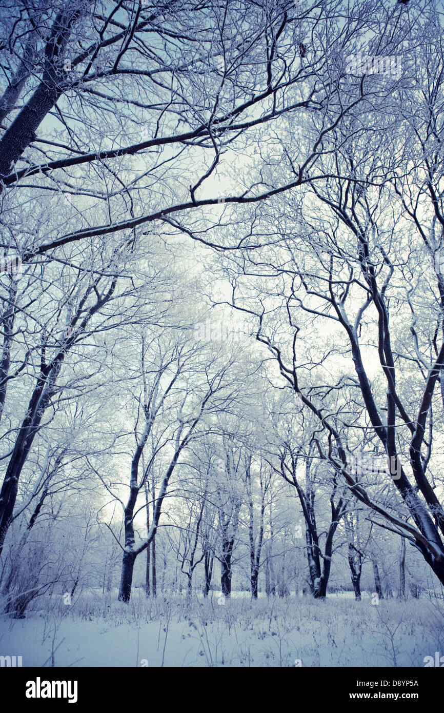 Frost covered trees in park Stock Photo - Alamy