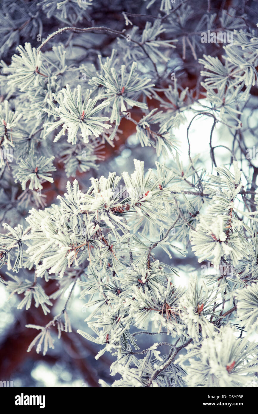 Frost covered pine tree branches Stock Photo - Alamy