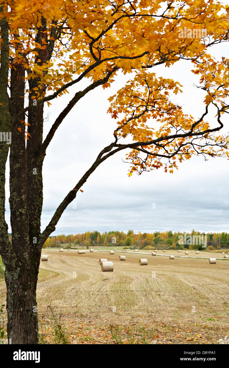 Bale tree hi-res stock photography and images - Alamy