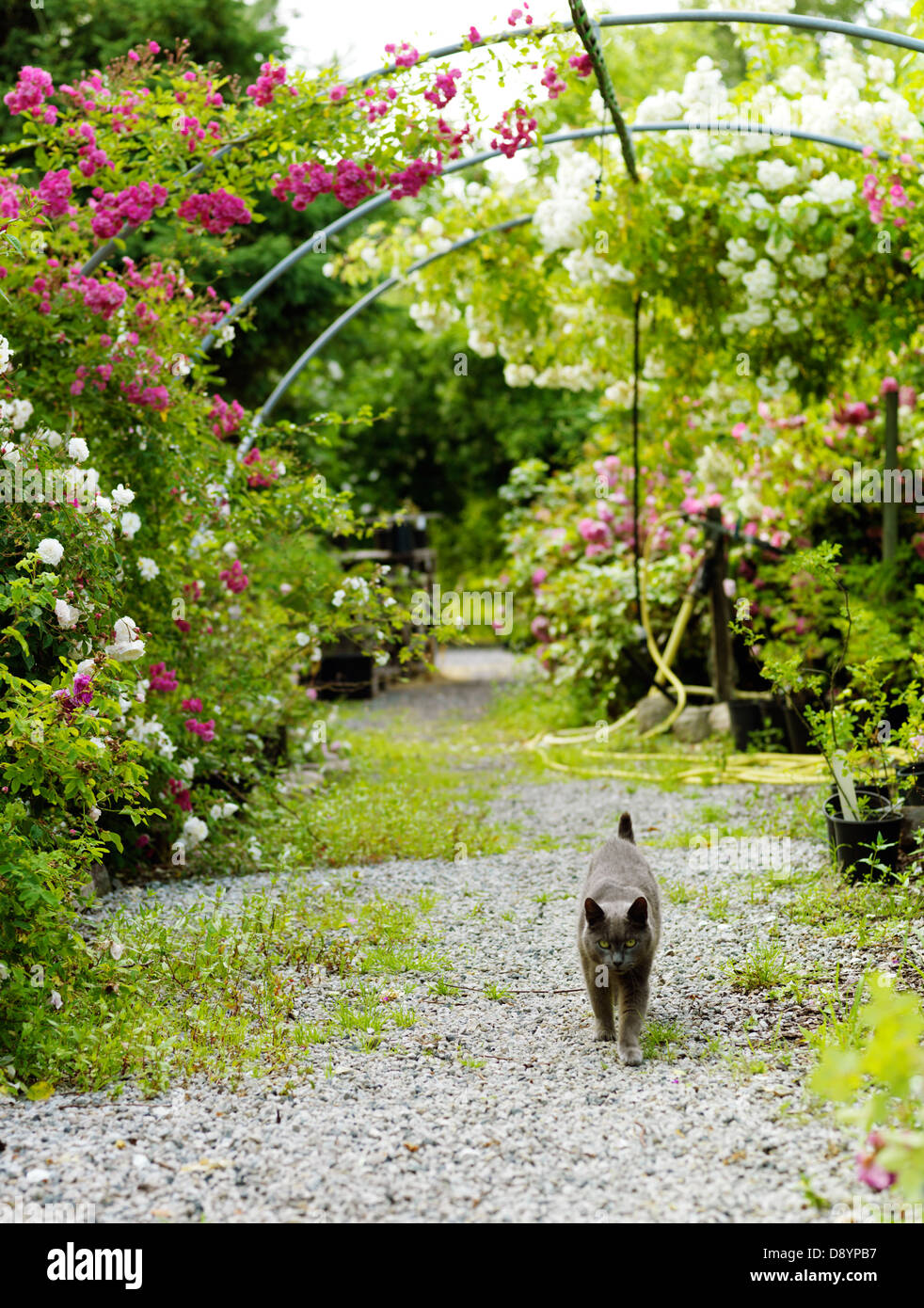 Cat walking on garden path Stock Photo - Alamy