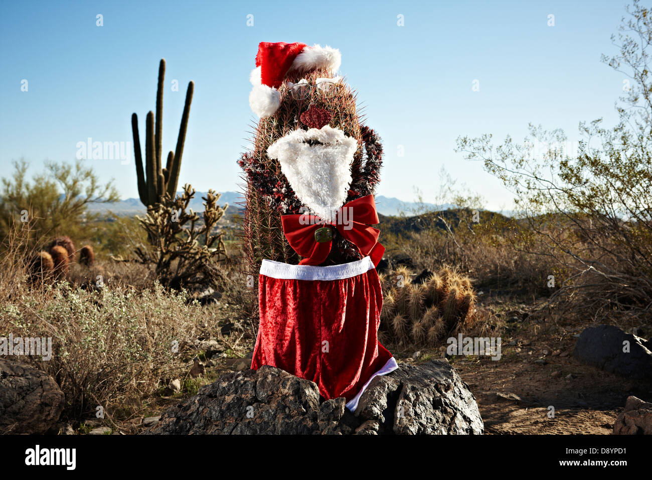 Christmas cactus hi-res stock photography and images - Alamy