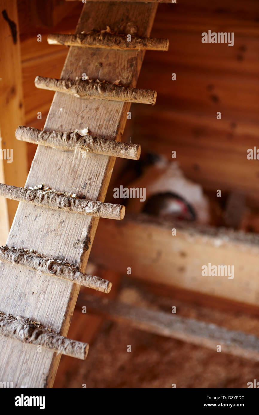 Wooden ladder hi-res stock photography and images - Alamy