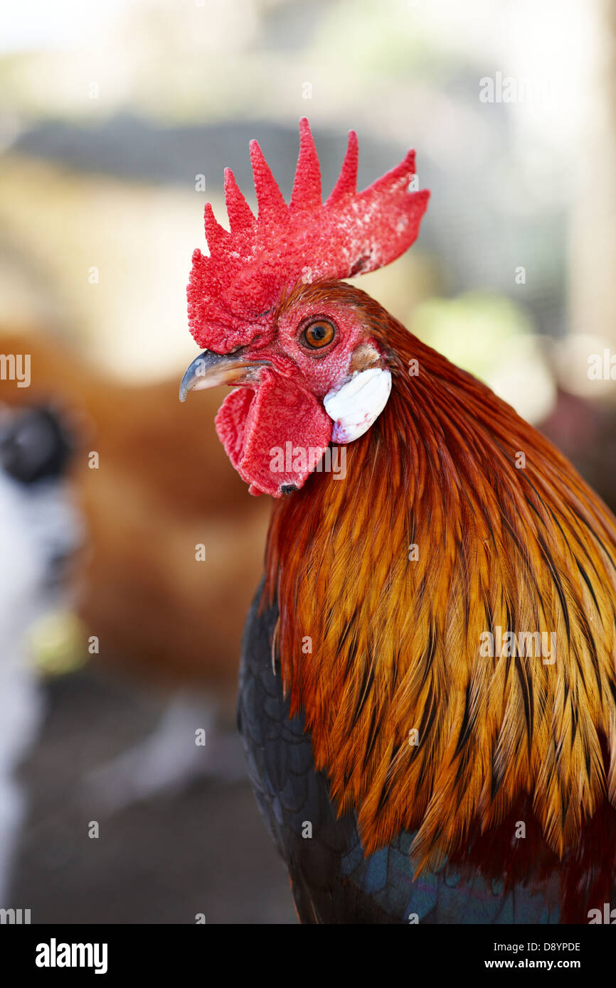 Side view rooster hi-res stock photography and images - Alamy