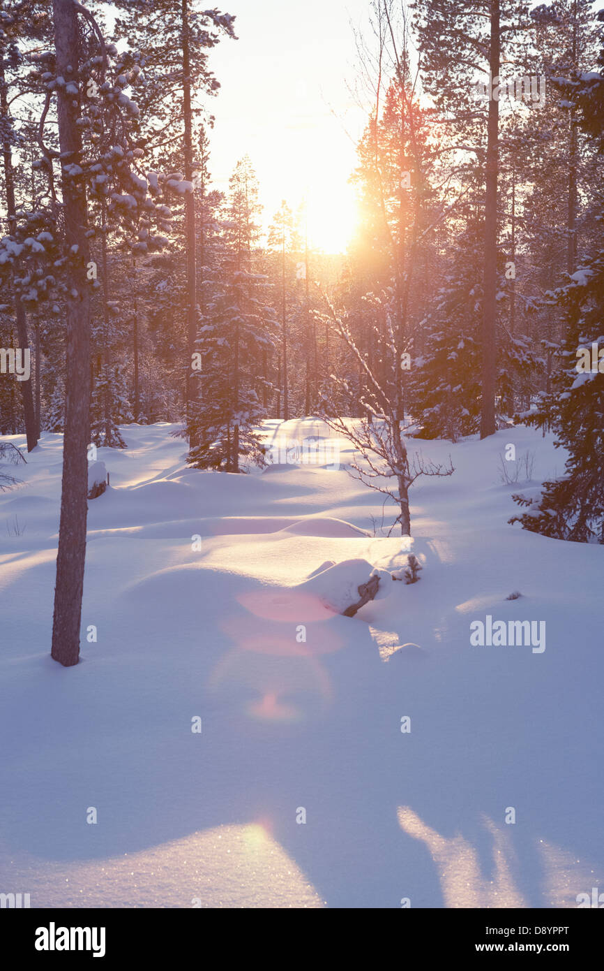 Sun through trees snow hi-res stock photography and images - Alamy