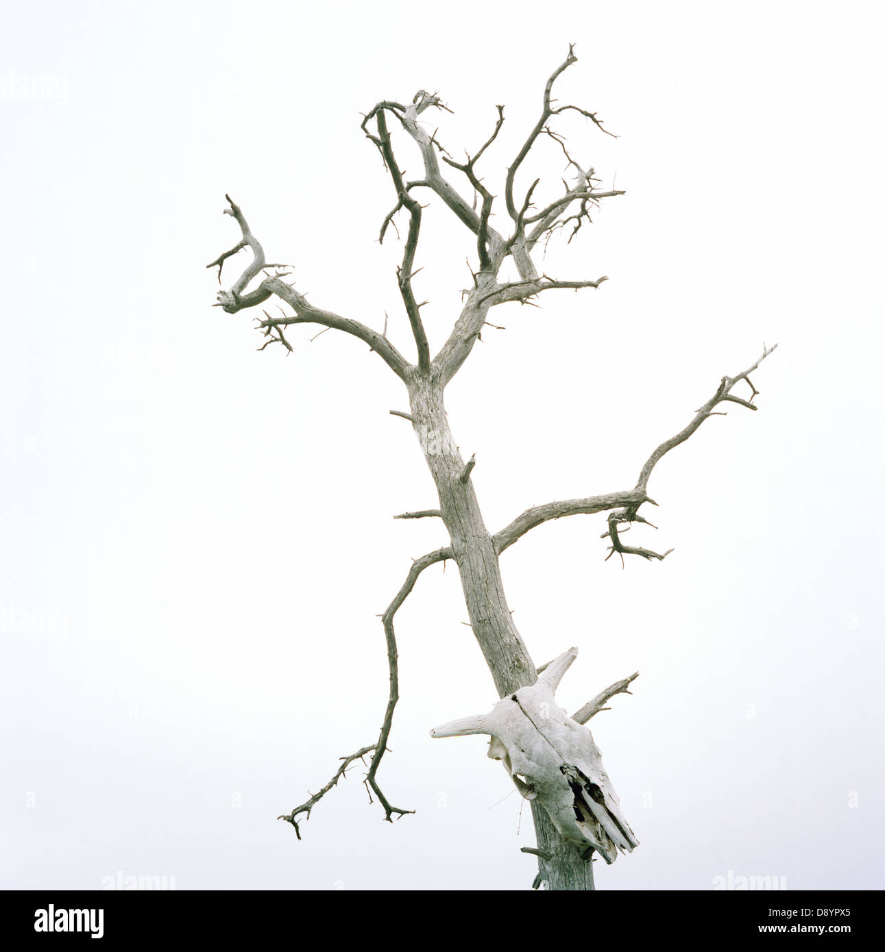 Skeleton of a dead tree hi-res stock photography and images - Alamy