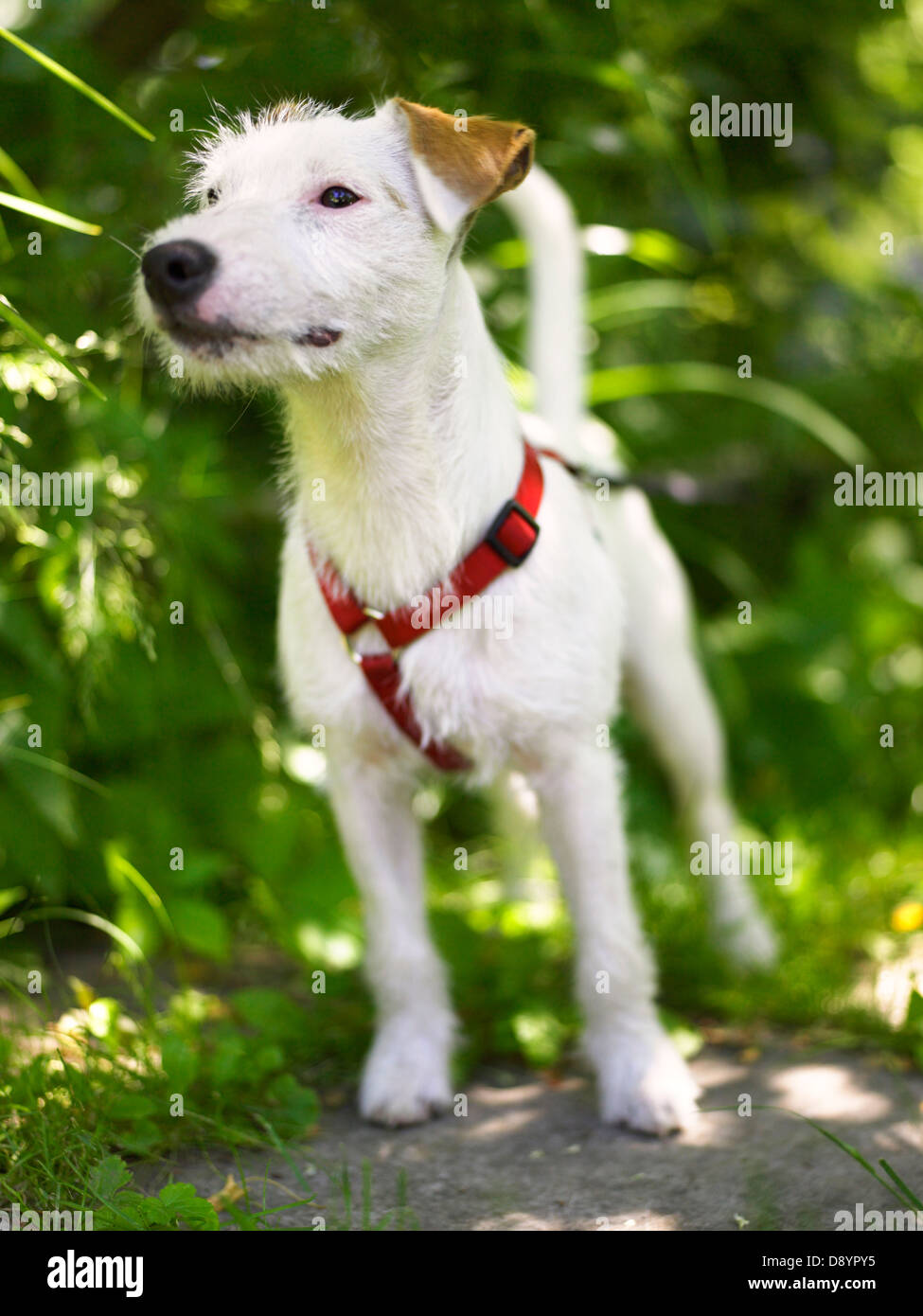 A white Jack Russel Terrier Stock Photo - Alamy