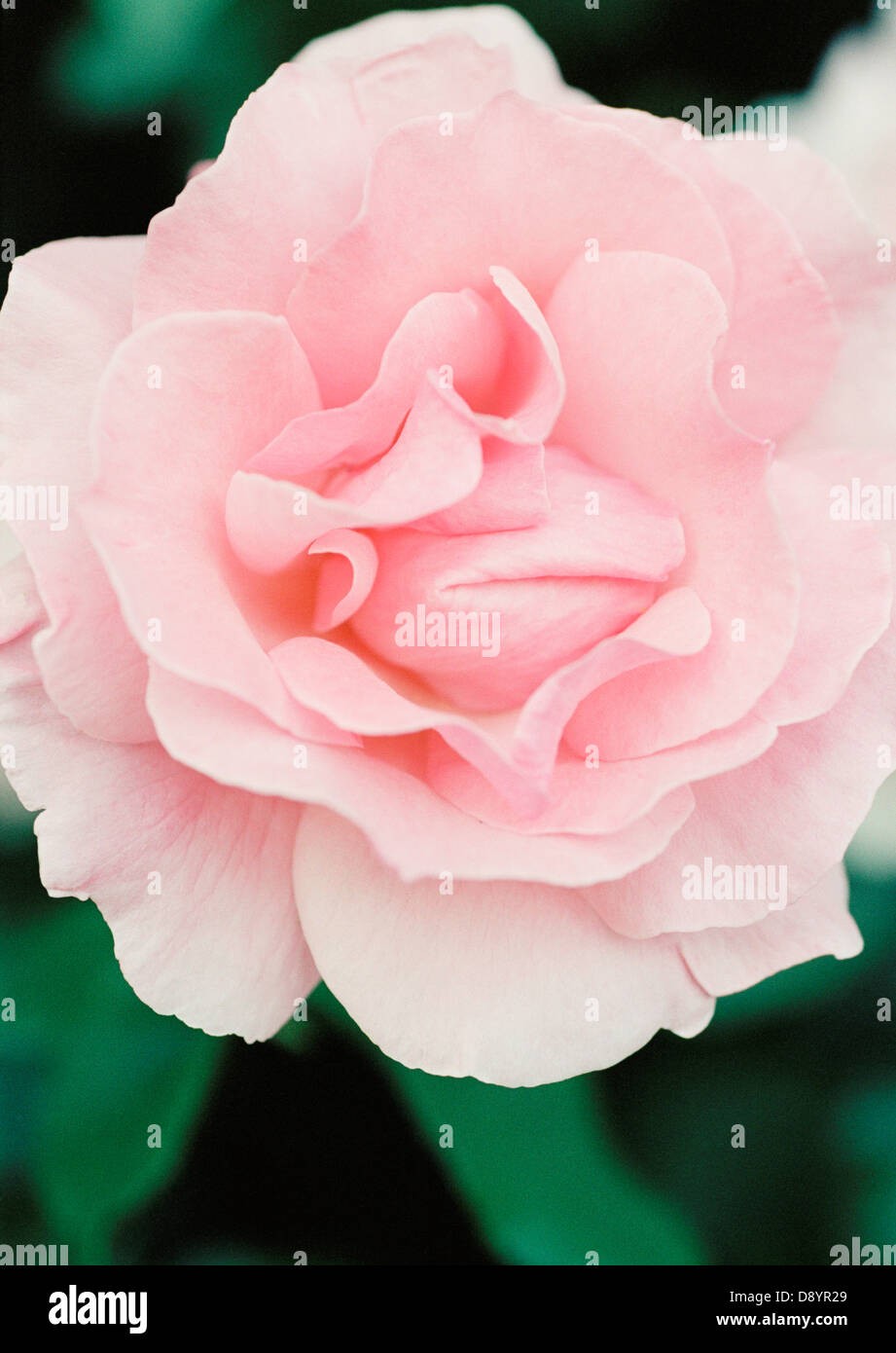 Close-up on a pink rose Stock Photo - Alamy