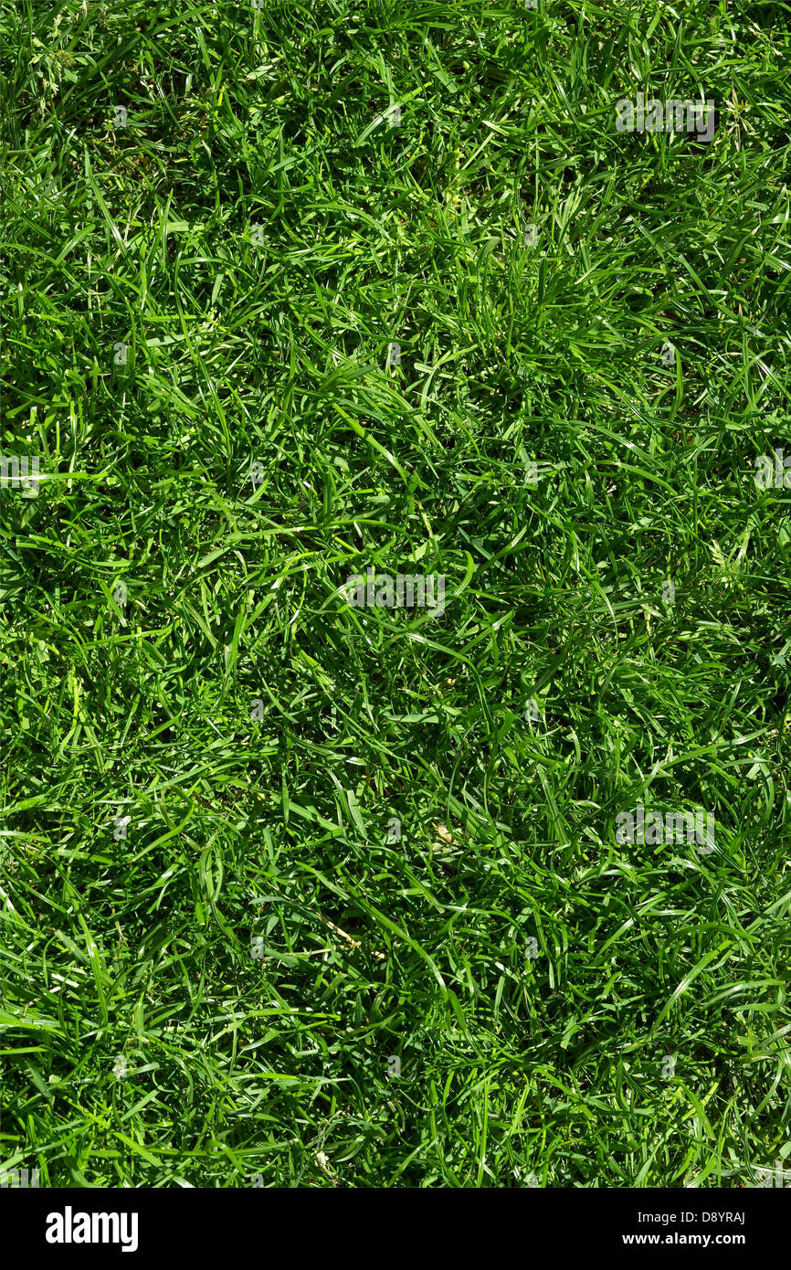 Vertical shot fresh grass hi-res stock photography and images - Alamy