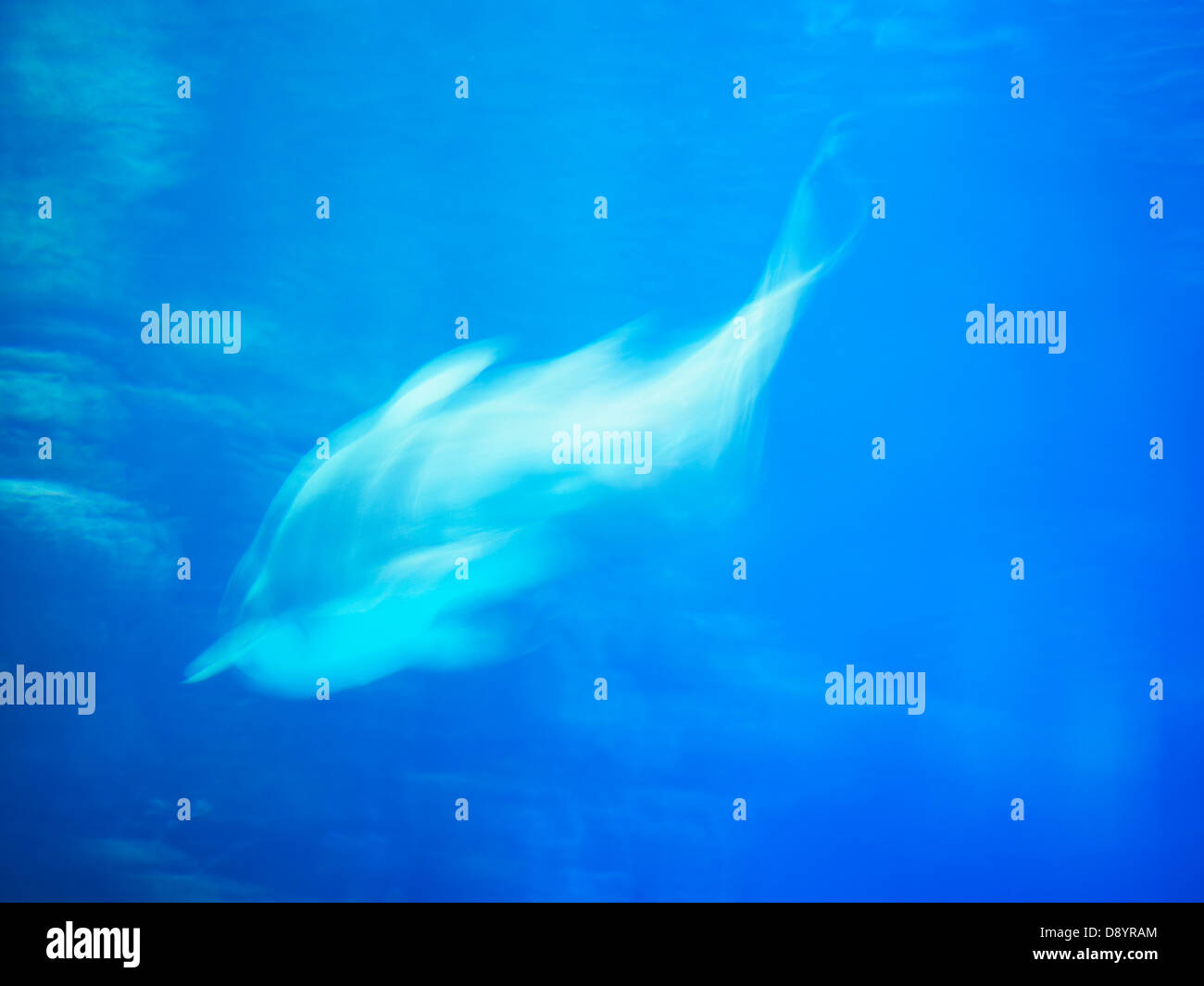 Dolphin in aquarium Stock Photo - Alamy