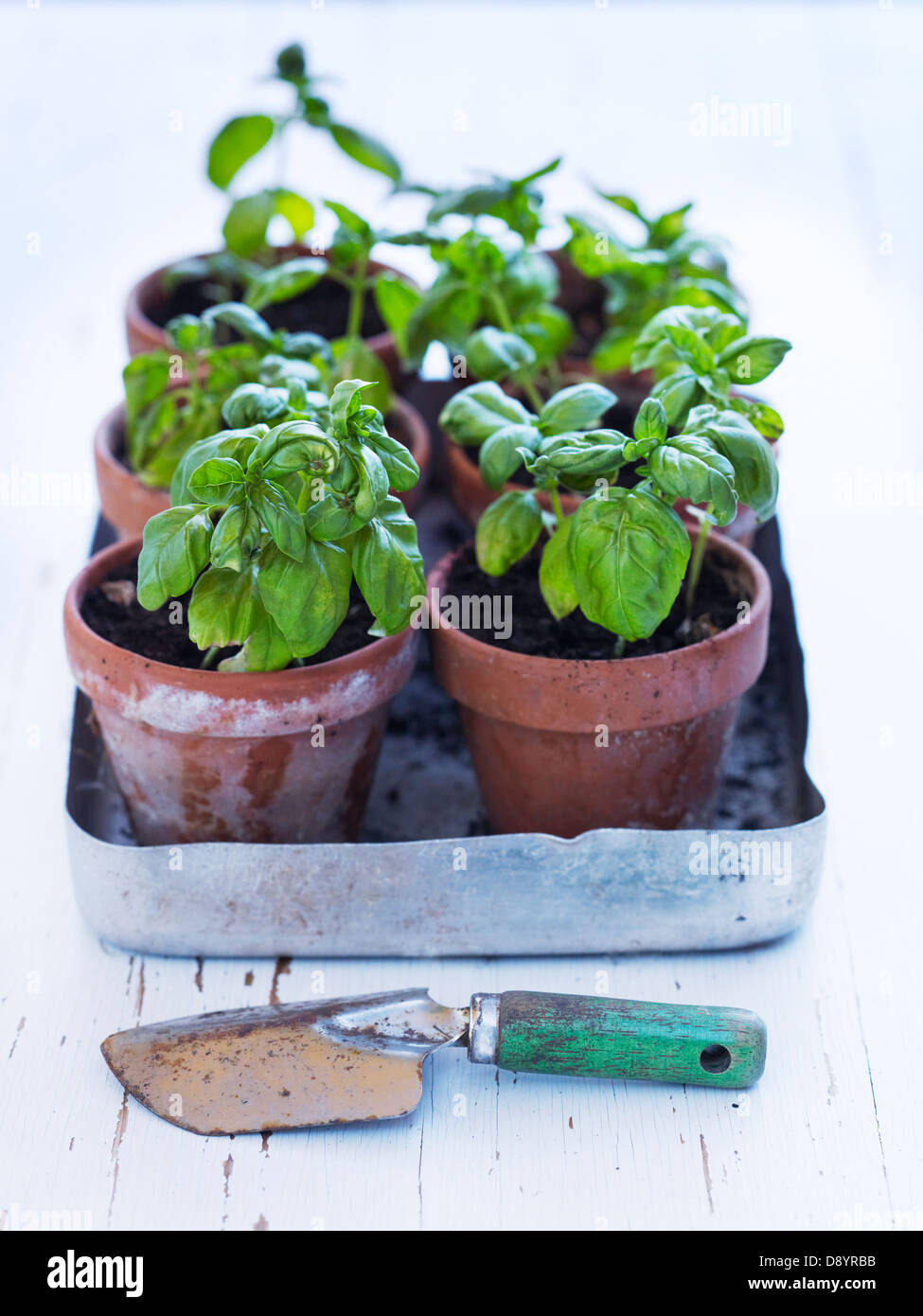 Basil plant seedlings Stock Photo - Alamy