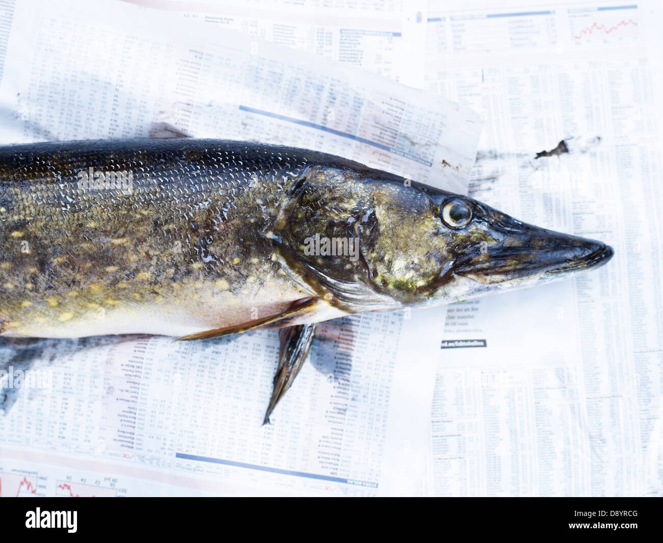 Pike fish hi-res stock photography and images - Alamy