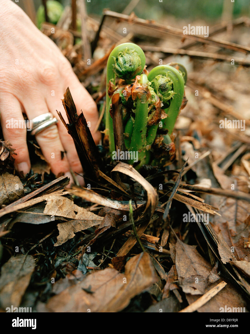 A fern sprout covered by leaves Stock Photo - Alamy
