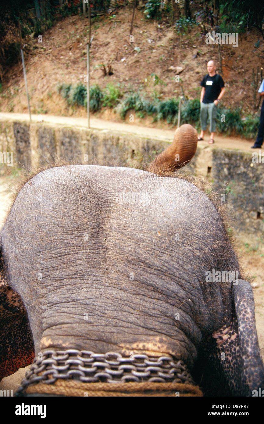 View from an elephant back Stock Photo - Alamy