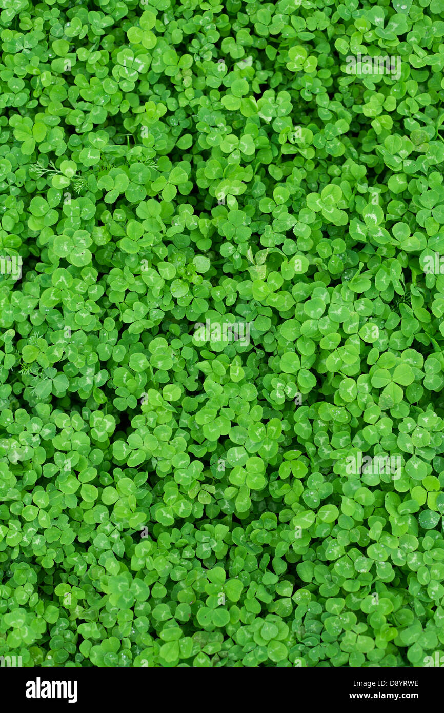 Full frame of clover Stock Photo - Alamy