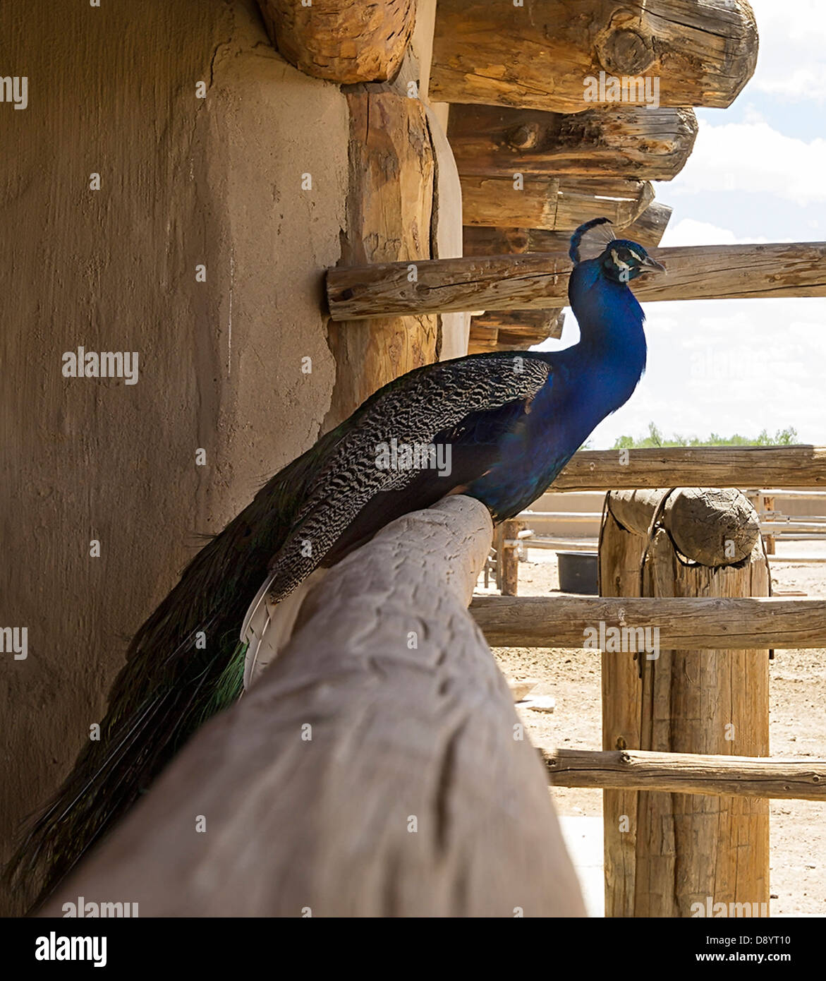 Corral bird hi-res stock photography and images - Alamy