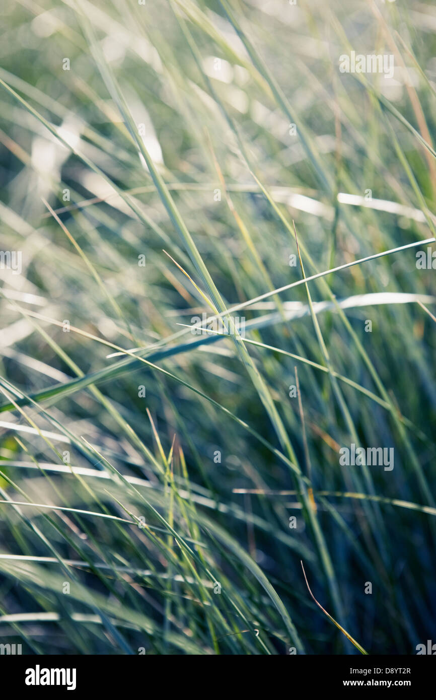 Close-up of grass Stock Photo - Alamy