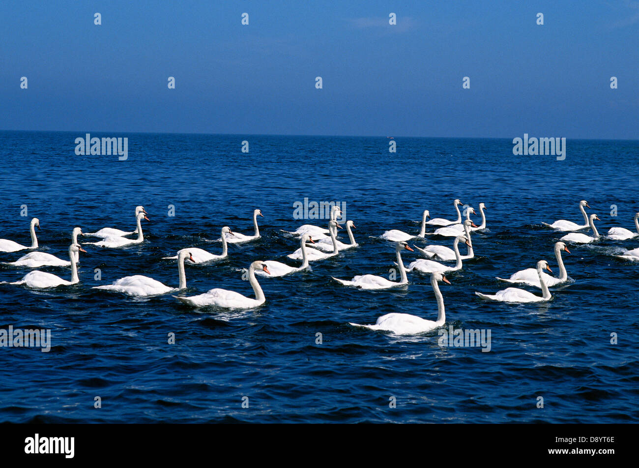 Swans on the sea Stock Photo - Alamy