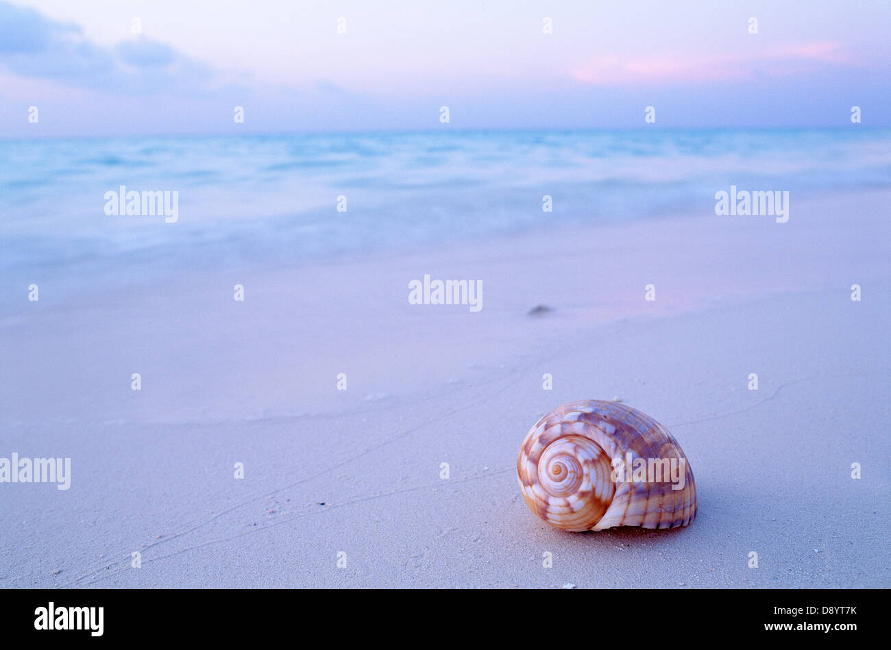 A shell on a beach Stock Photo - Alamy