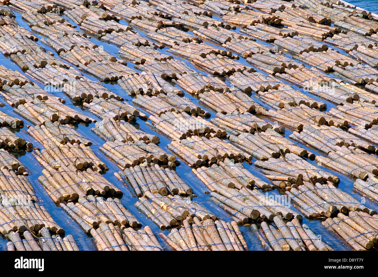 Timber in water Stock Photo - Alamy