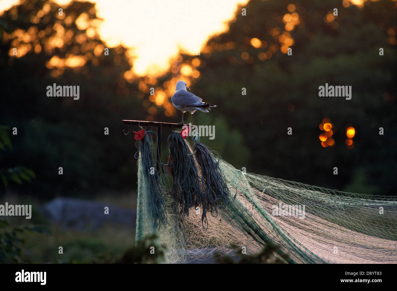 A gull sitting on a fishing net Stock Photo - Alamy