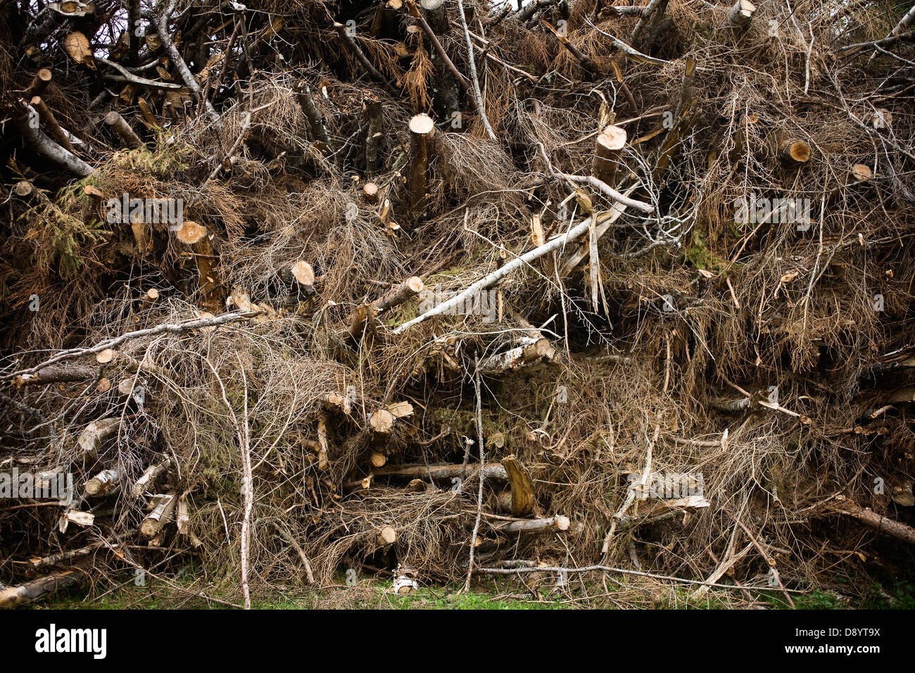 Cut downed trees in a pile, Sweden Stock Photo - Alamy