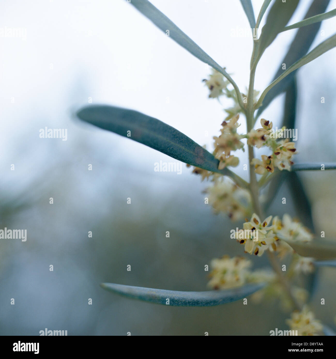 An olive tree, close-up Stock Photo - Alamy