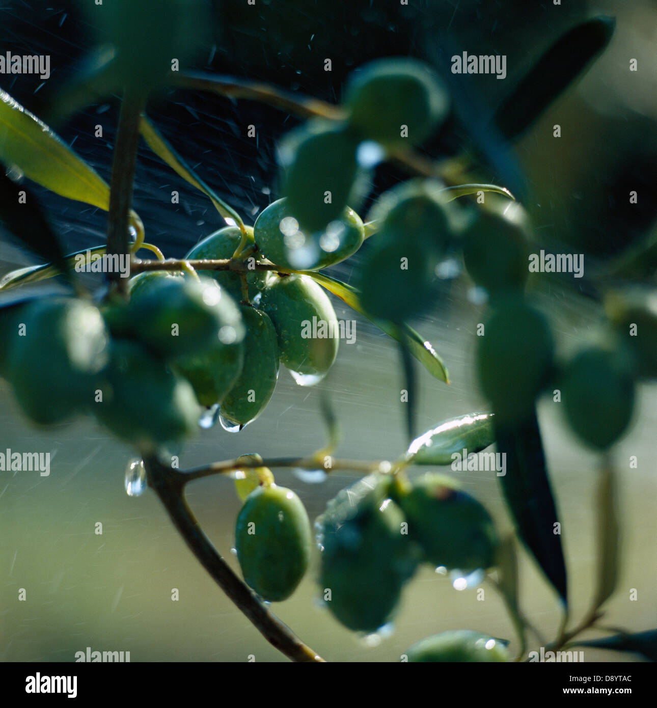 Watering an olive tree, close-up, Italy Stock Photo - Alamy