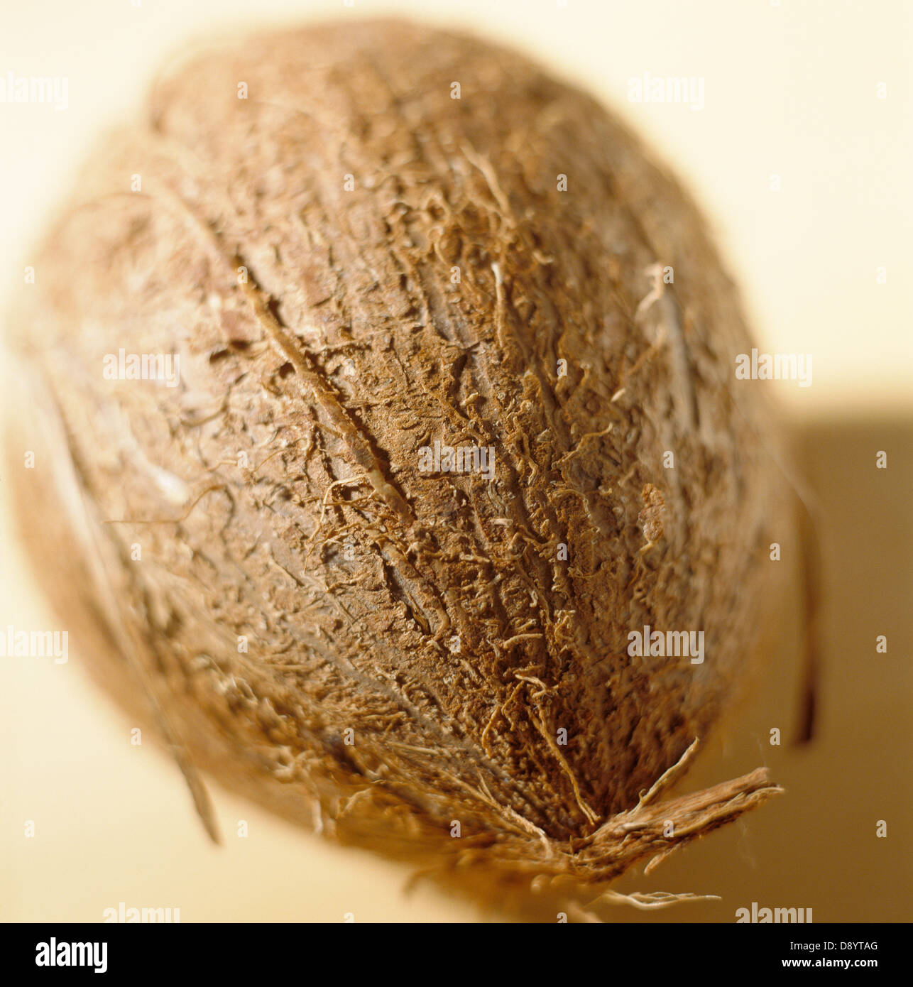 A coconut, close-up Stock Photo - Alamy