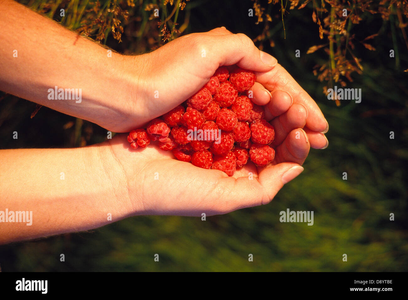 Hands holding raspberries Stock Photo - Alamy
