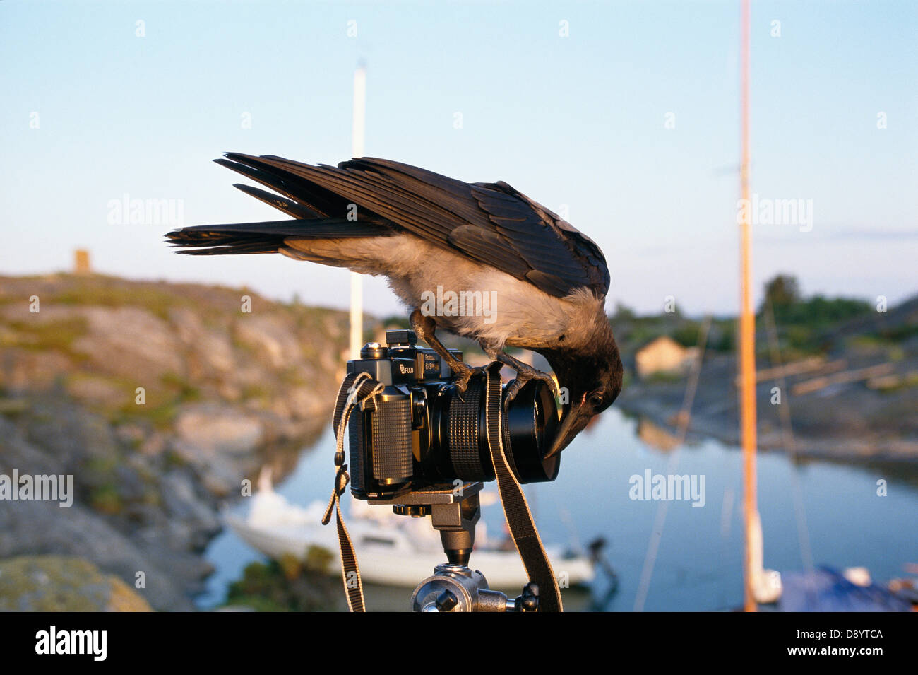 A crow sitting on a camera Stock Photo - Alamy