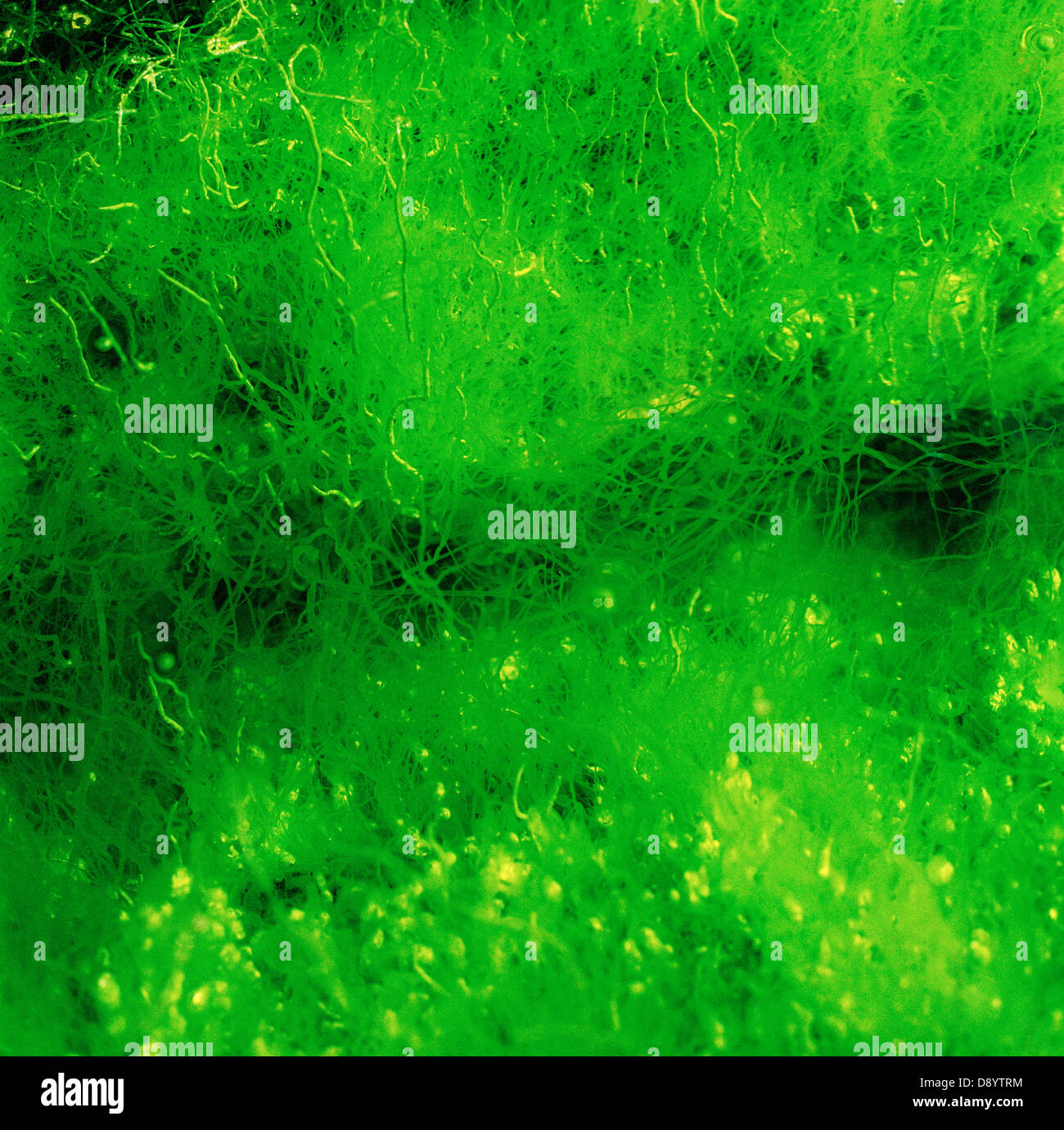 Green algae, Sweden Stock Photo - Alamy