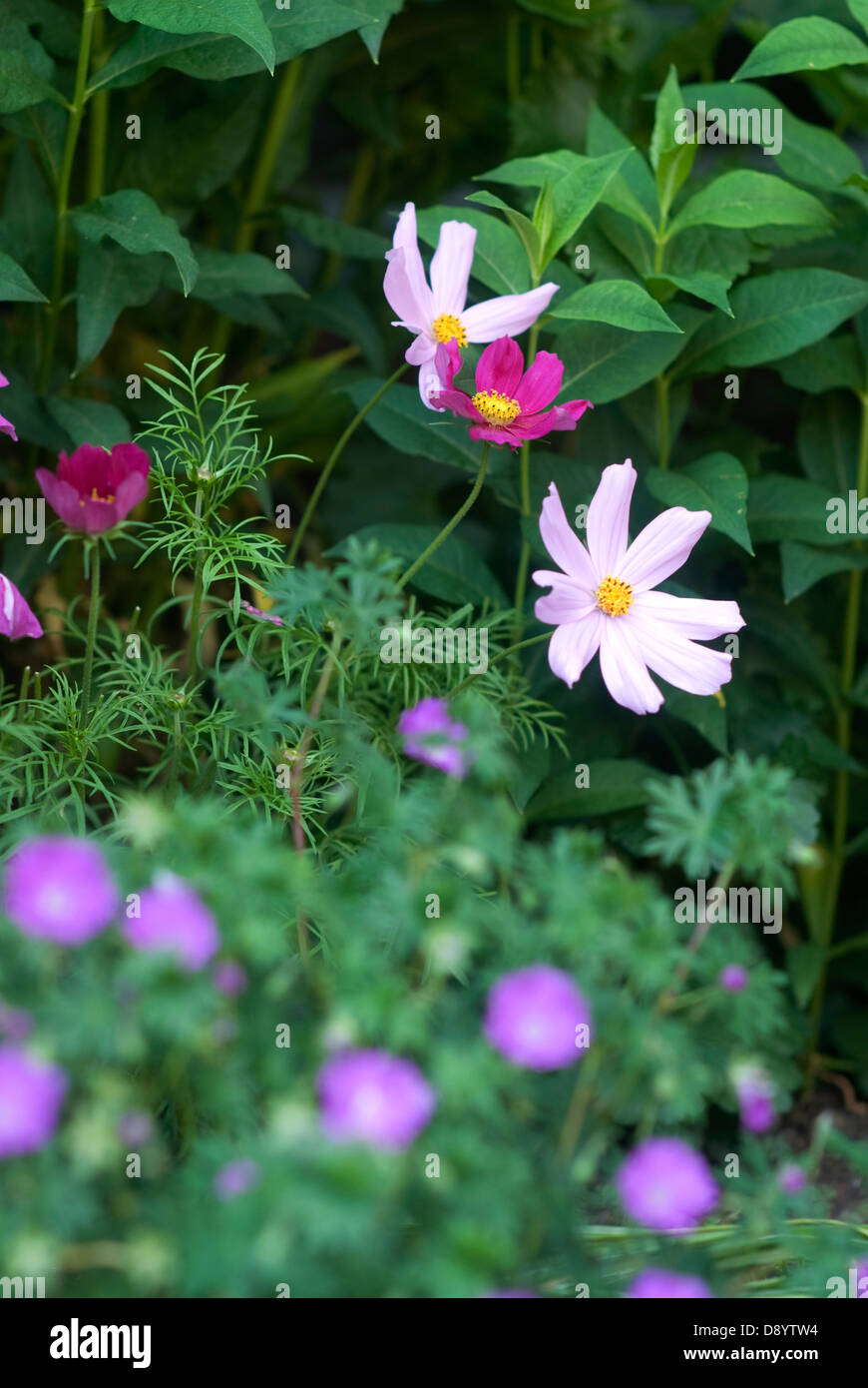 Common cosmos hi-res stock photography and images - Alamy