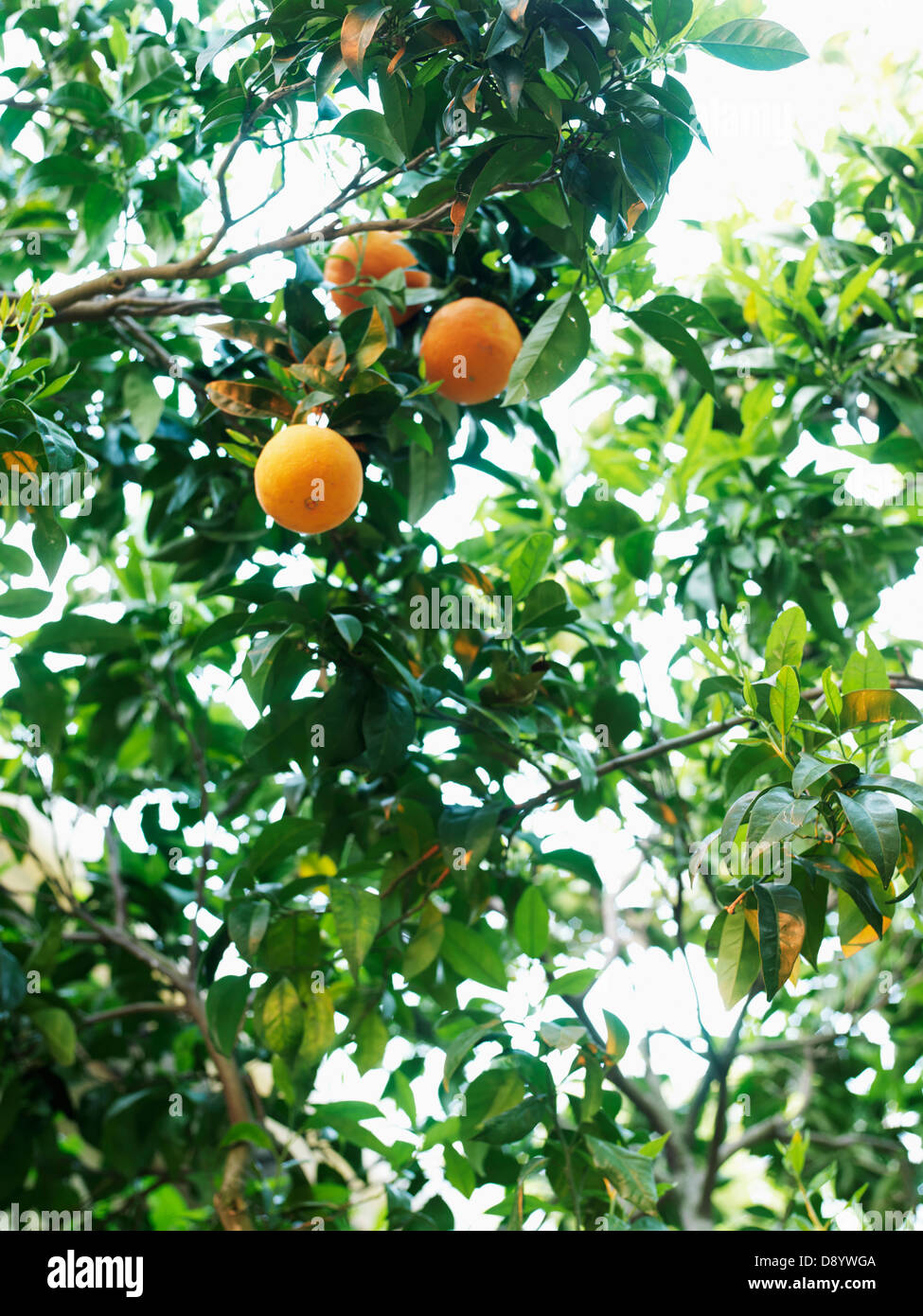 Orange tree, Italy Stock Photo - Alamy