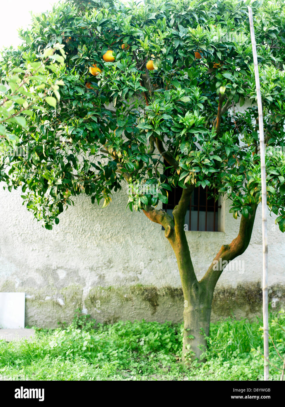Orange tree, Italy Stock Photo - Alamy