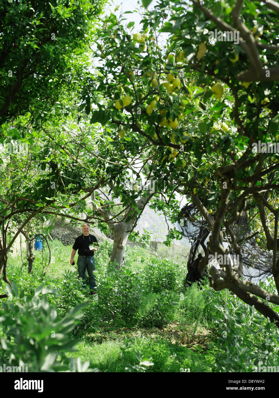 Orange tree, Italy Stock Photo - Alamy