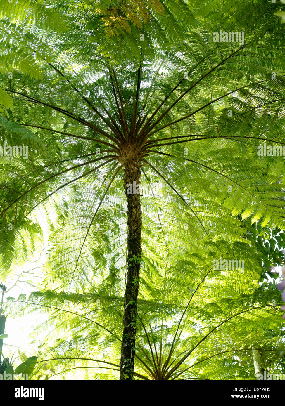 A palm tree, Italy Stock Photo - Alamy