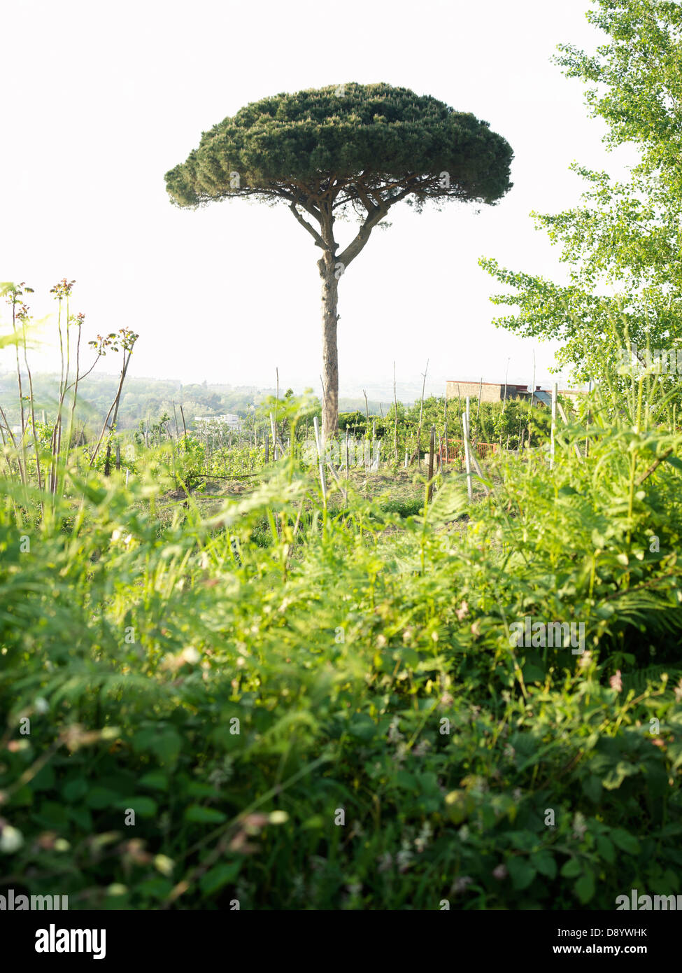 A green tree, Italy Stock Photo - Alamy