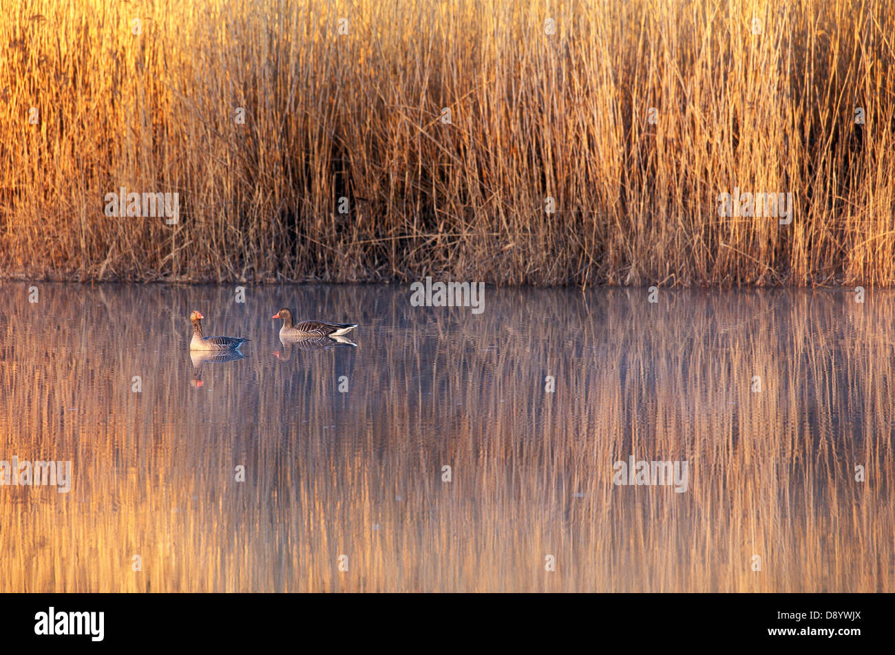 Birds on a lake Stock Photo - Alamy