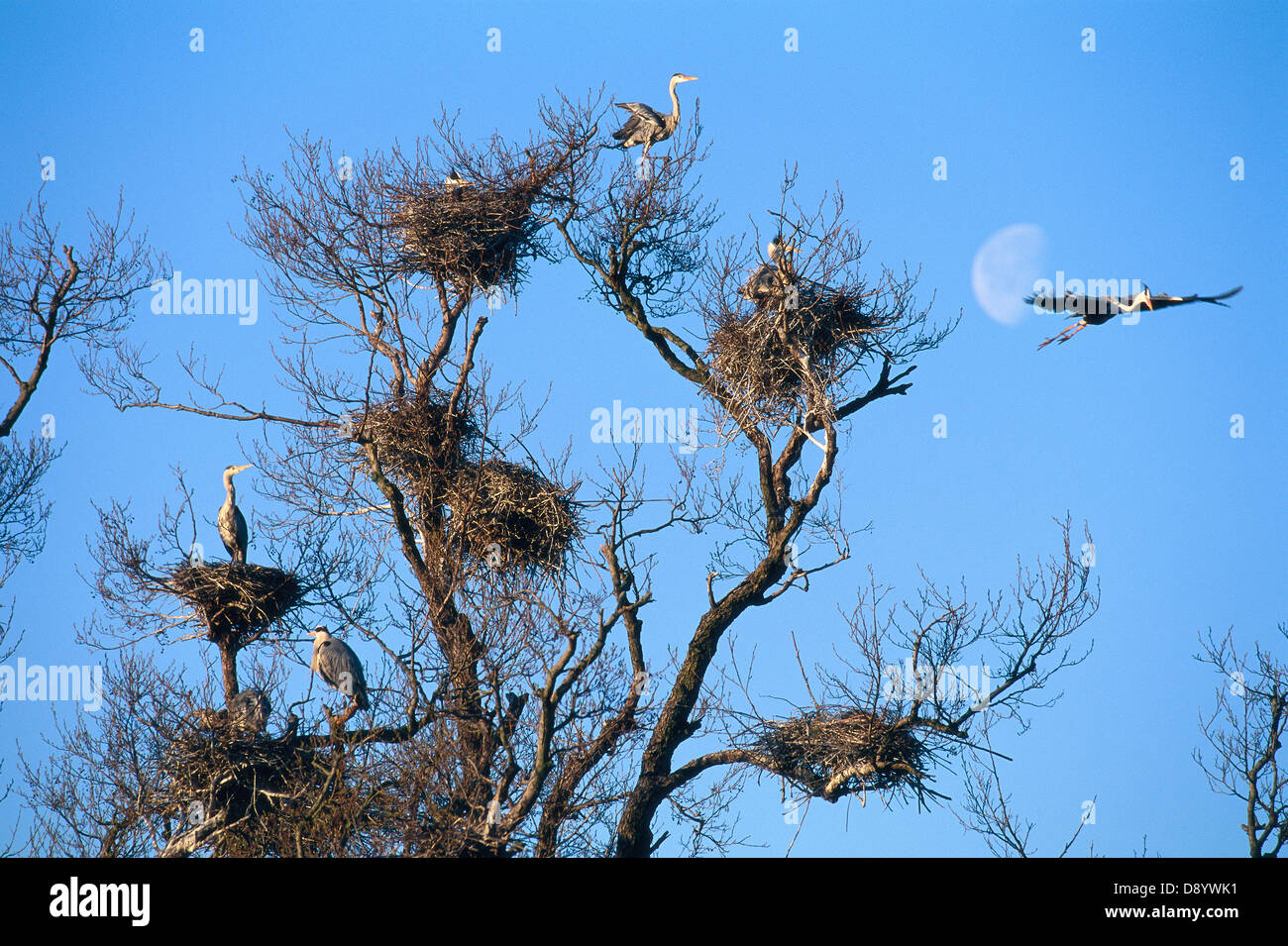 Cranes in a tree Stock Photo - Alamy