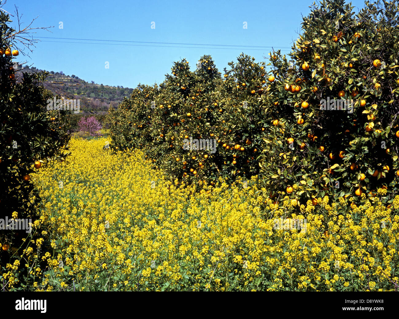 Orange groves surrounded by spring flowers, Akamas Peninsula, Cyprus ...
