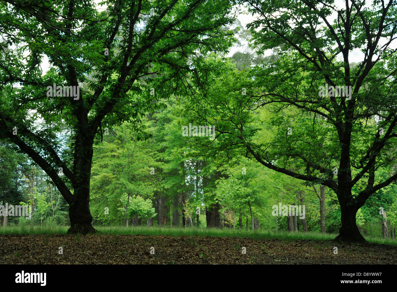 Scene of two green trees growing in Kenmo lakes public garden Himevile ...