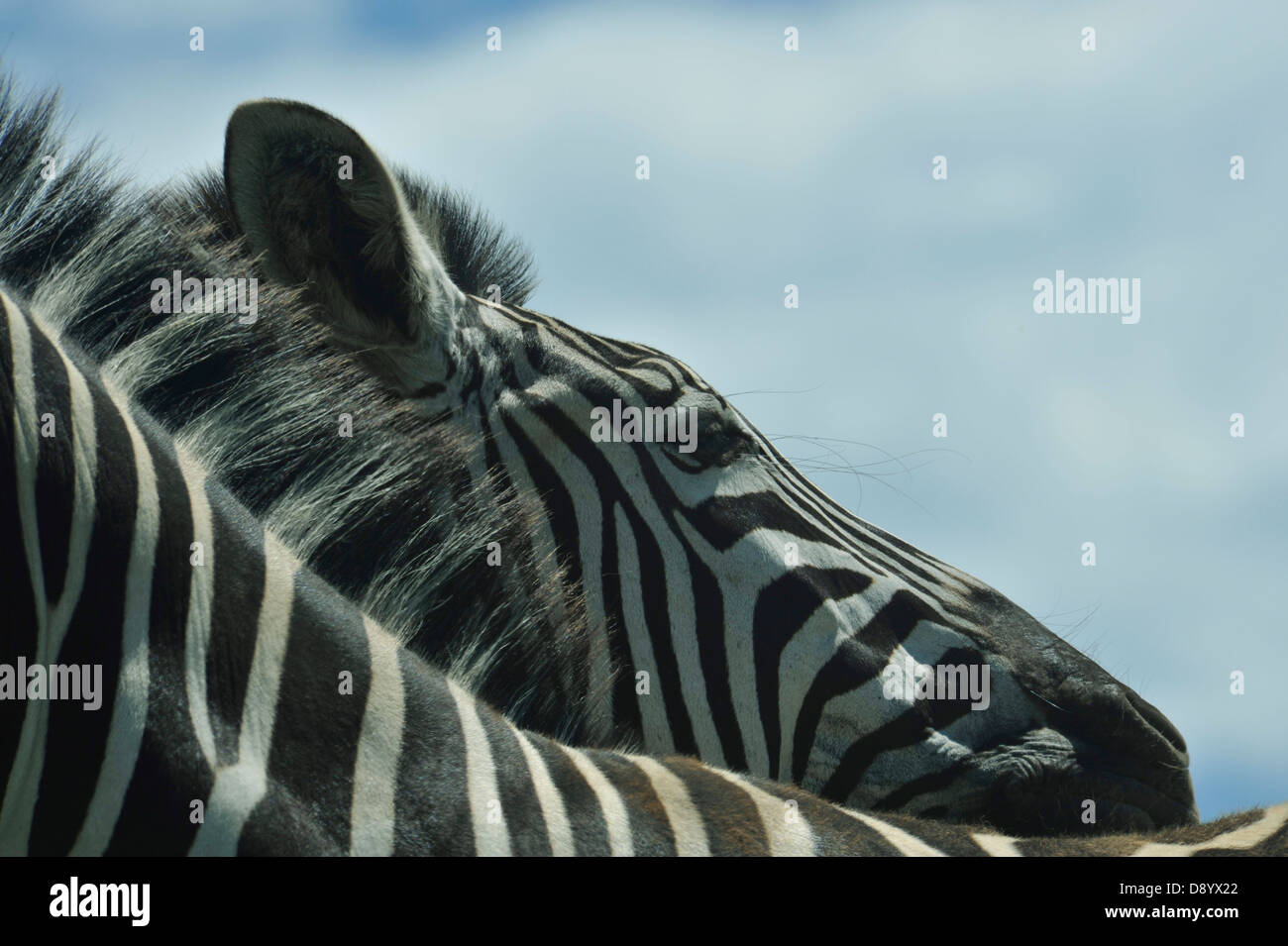 Animal, wildlife, close up, beautiful head and face, Plains Zebra ...