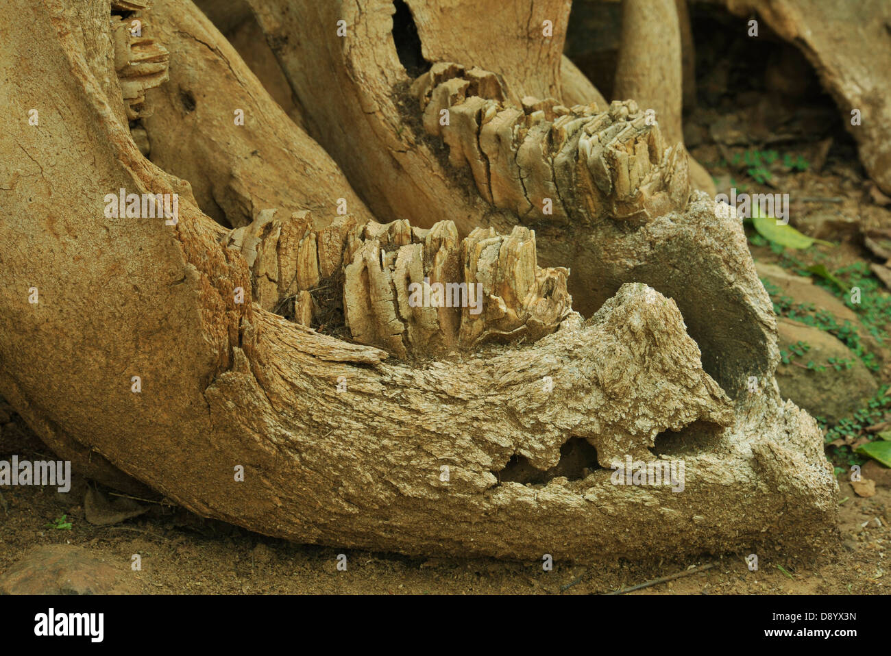 Zululand, South Africa, Rhinoceros poaching, decaying lower jaw bone ...