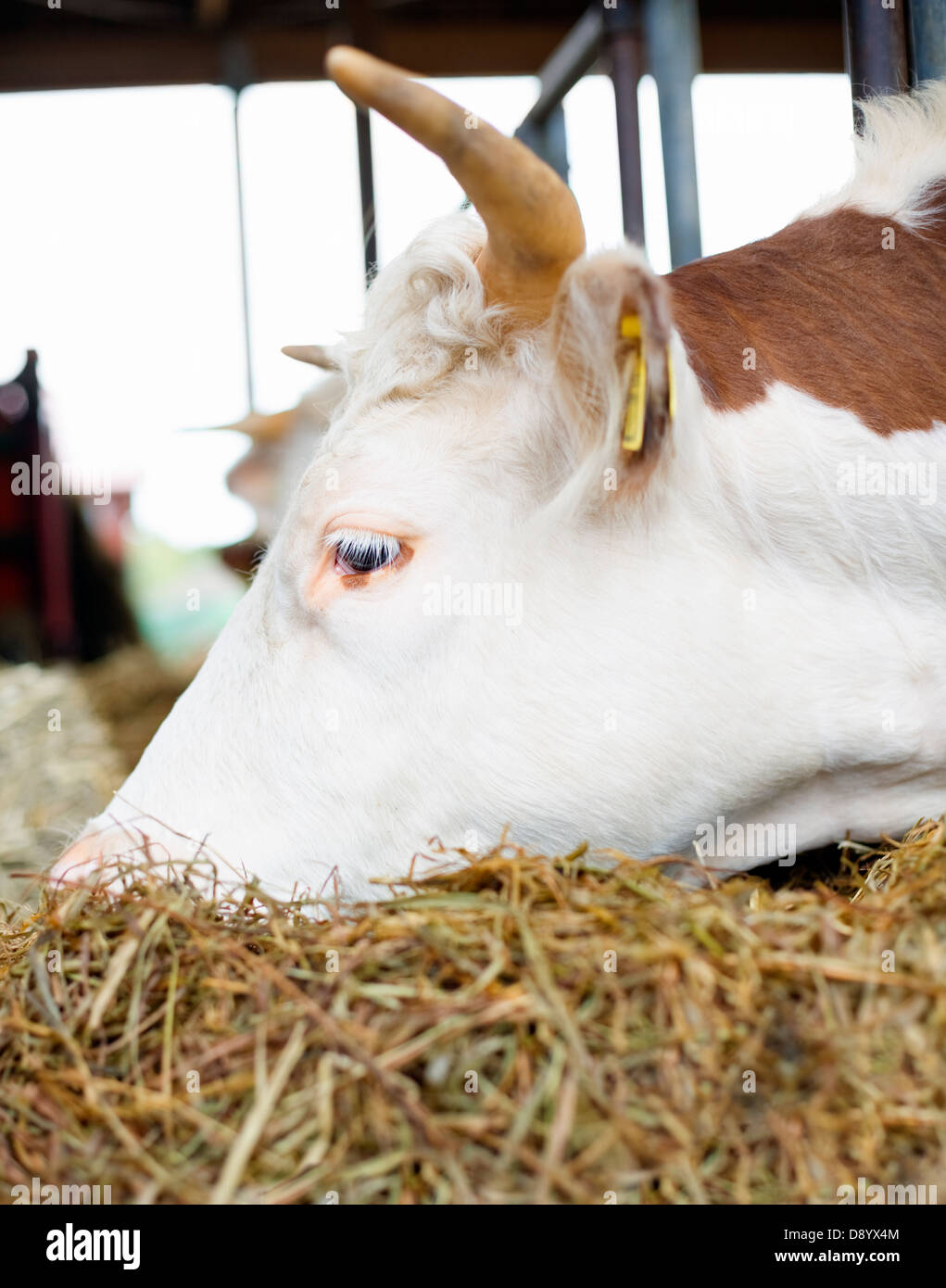 Cattle lining hi-res stock photography and images - Alamy